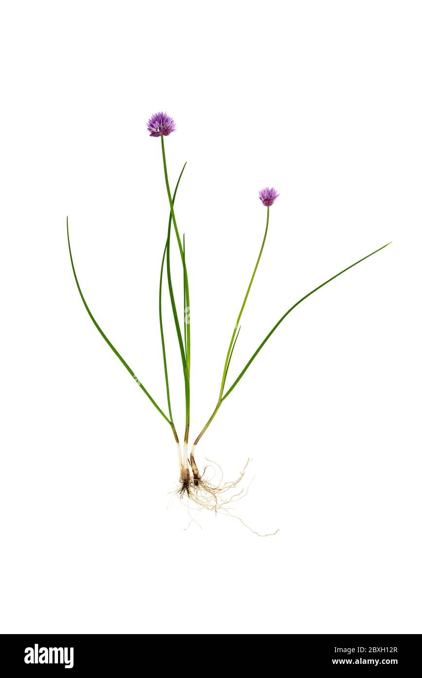 Chive plant showing bulb, roots, leaves, flowers Stock Photo - Alamy