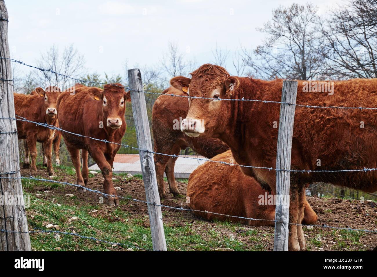 Cows behind a fence hi-res stock photography and images - Alamy