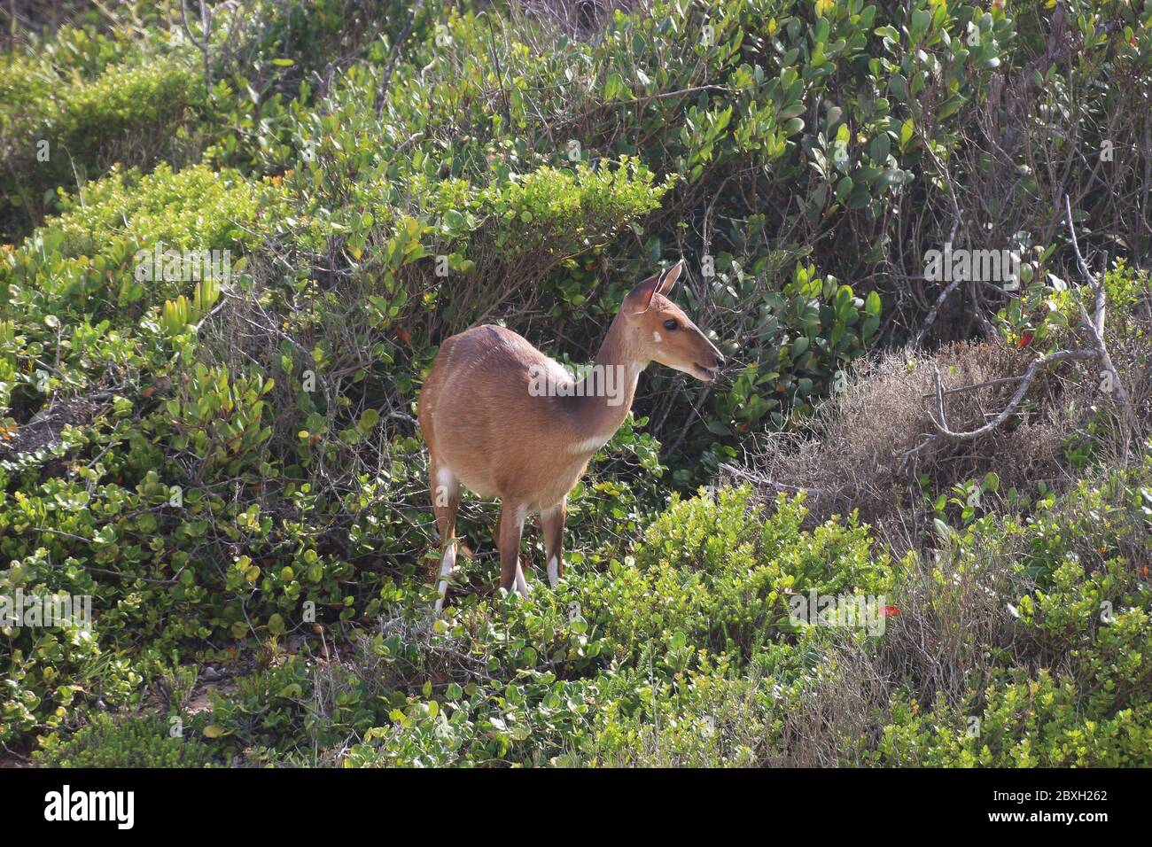 A young common duiker, a small antelope, in the fynbos near Nature’s ...
