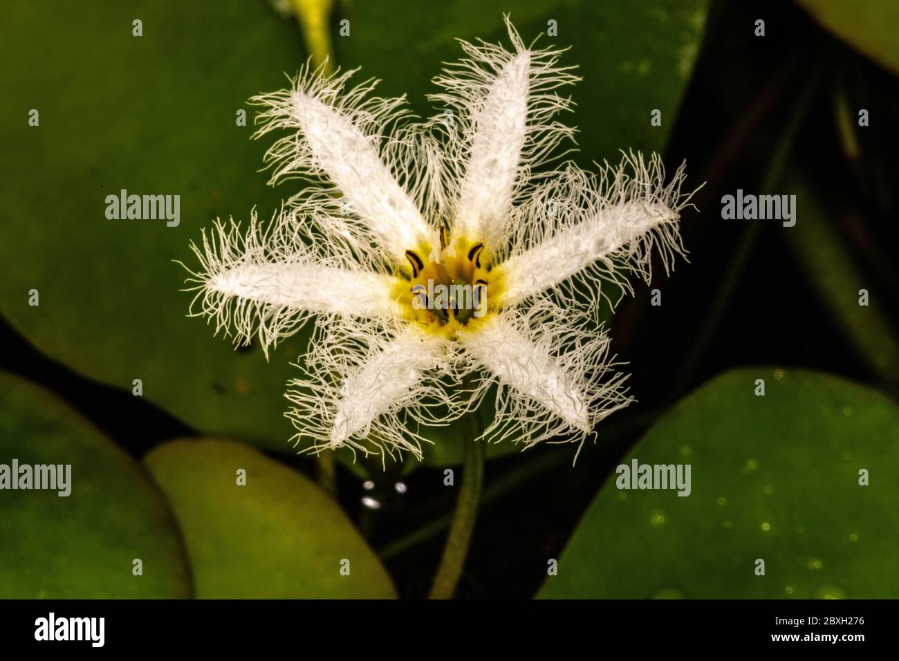 Nymphoides indica hi-res stock photography and images - Alamy