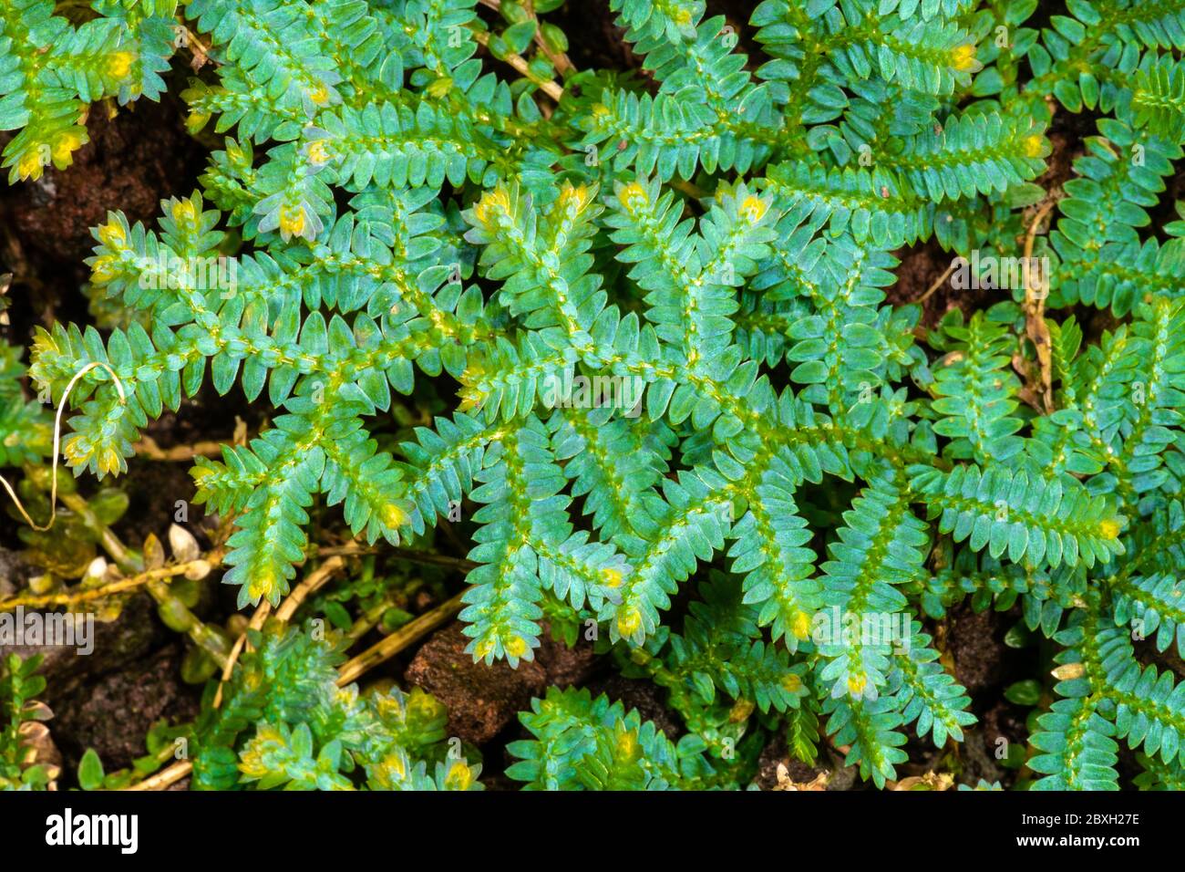 Peacock Spikemoss (Selaginella uncinata Stock Photo - Alamy
