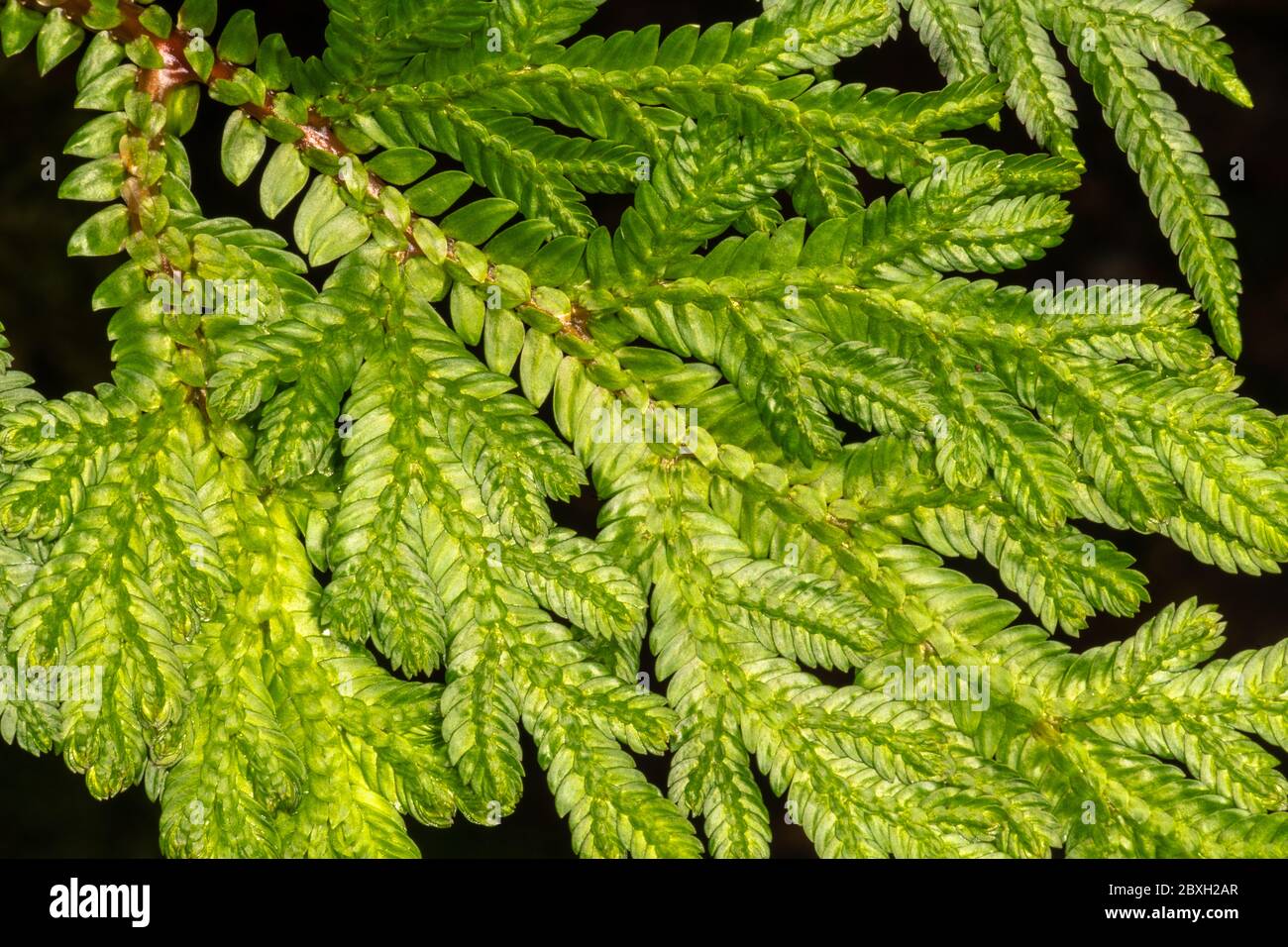 Spikemoss (Selaginella vogelii Stock Photo - Alamy