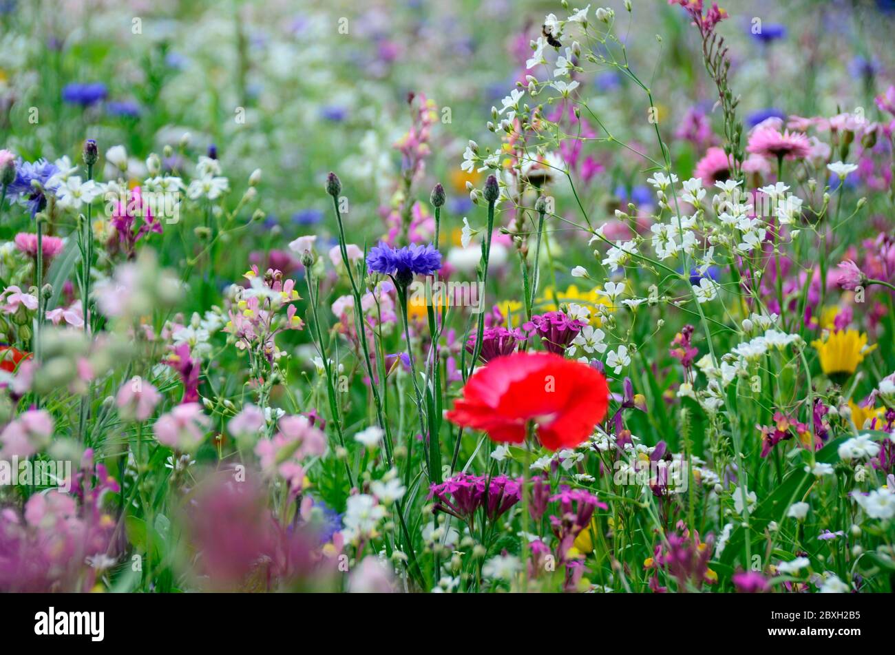 Field with colorful summer flowers Stock Photo - Alamy