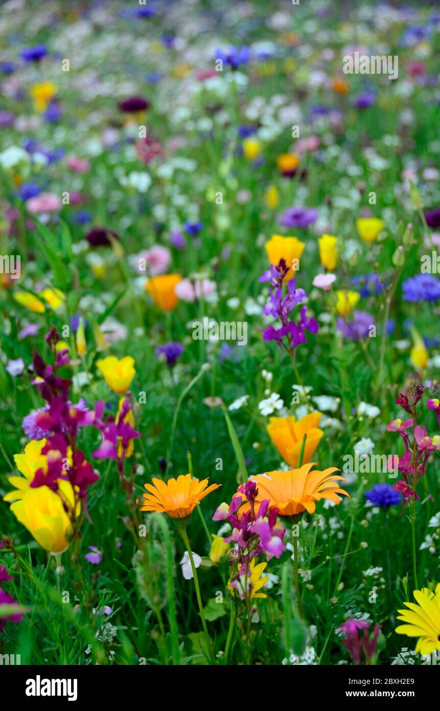 Field with colorful summer flowers Stock Photo - Alamy