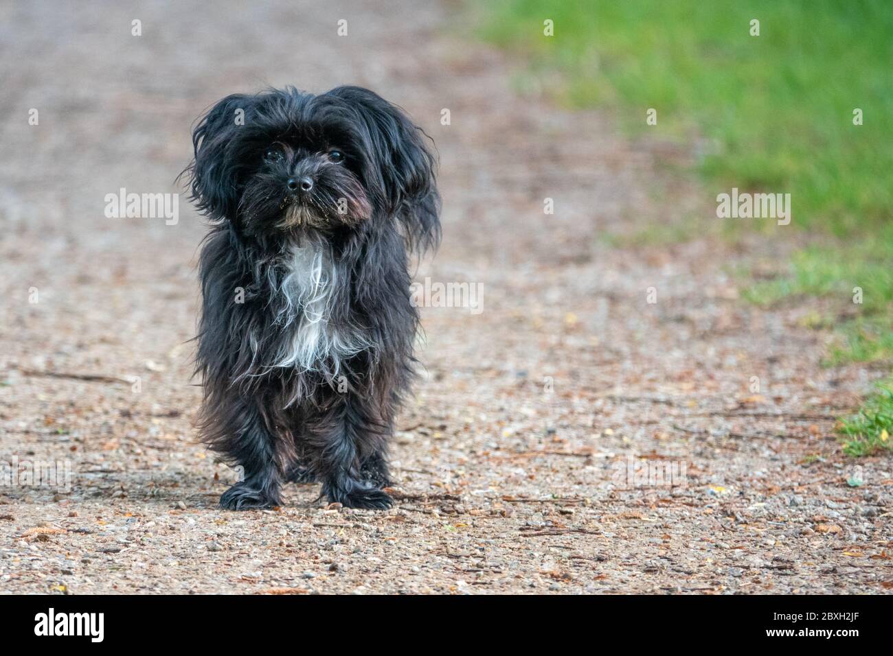 a little black Bolonka dog stands on a path Stock Photo - Alamy
