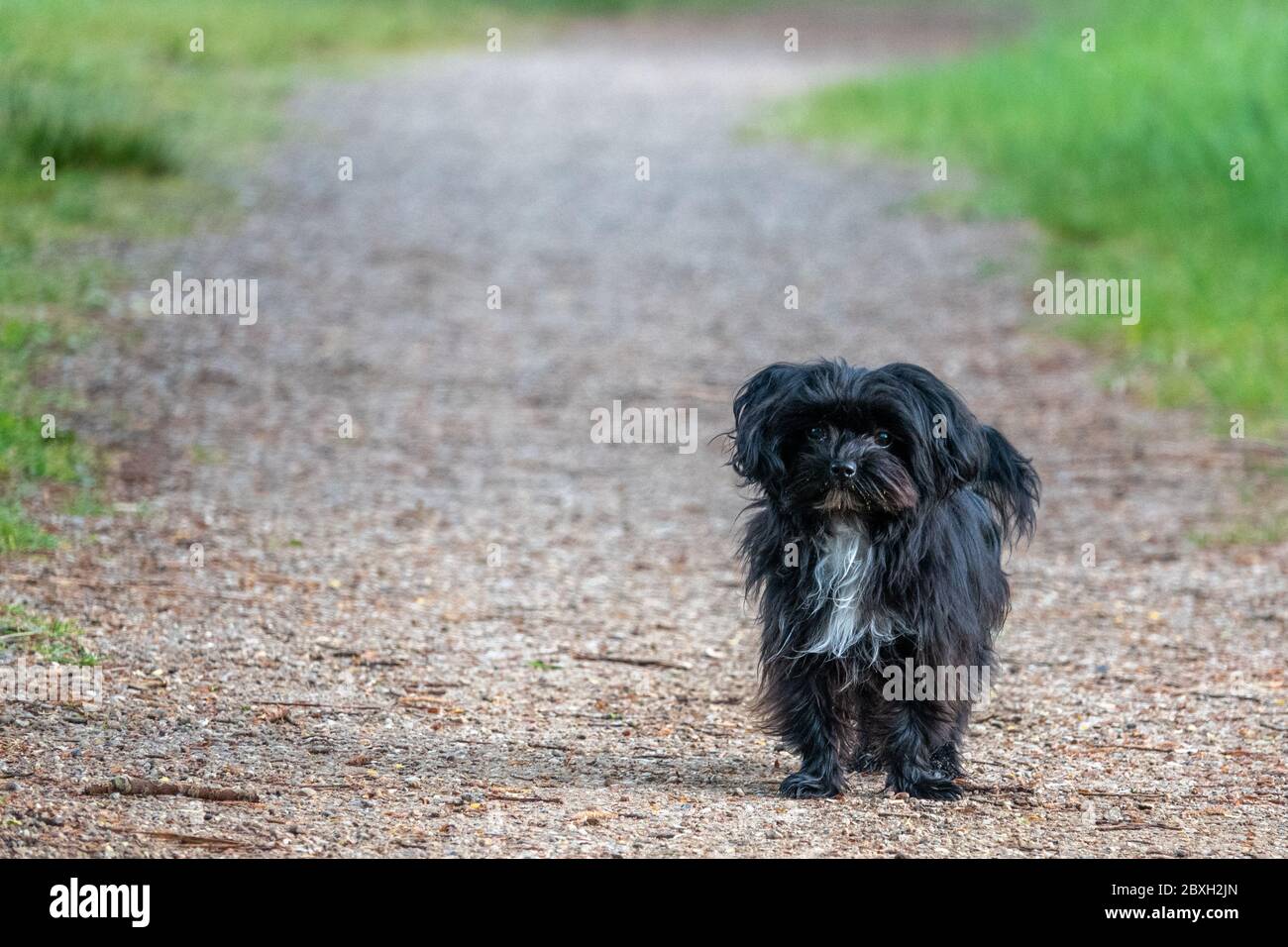a little black Bolonka dog stands on a path Stock Photo - Alamy