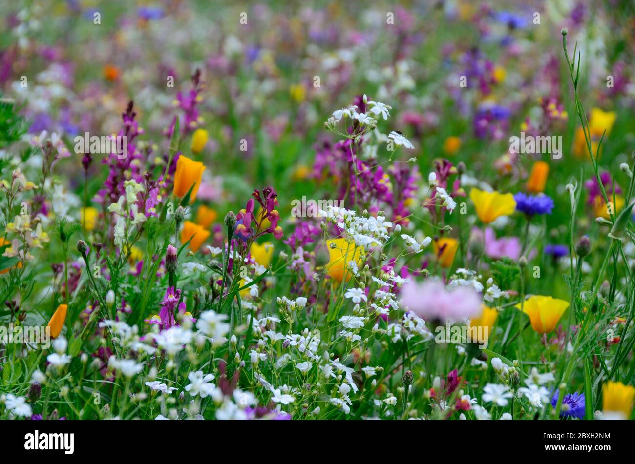 Field with colorful summer flowers Stock Photo - Alamy
