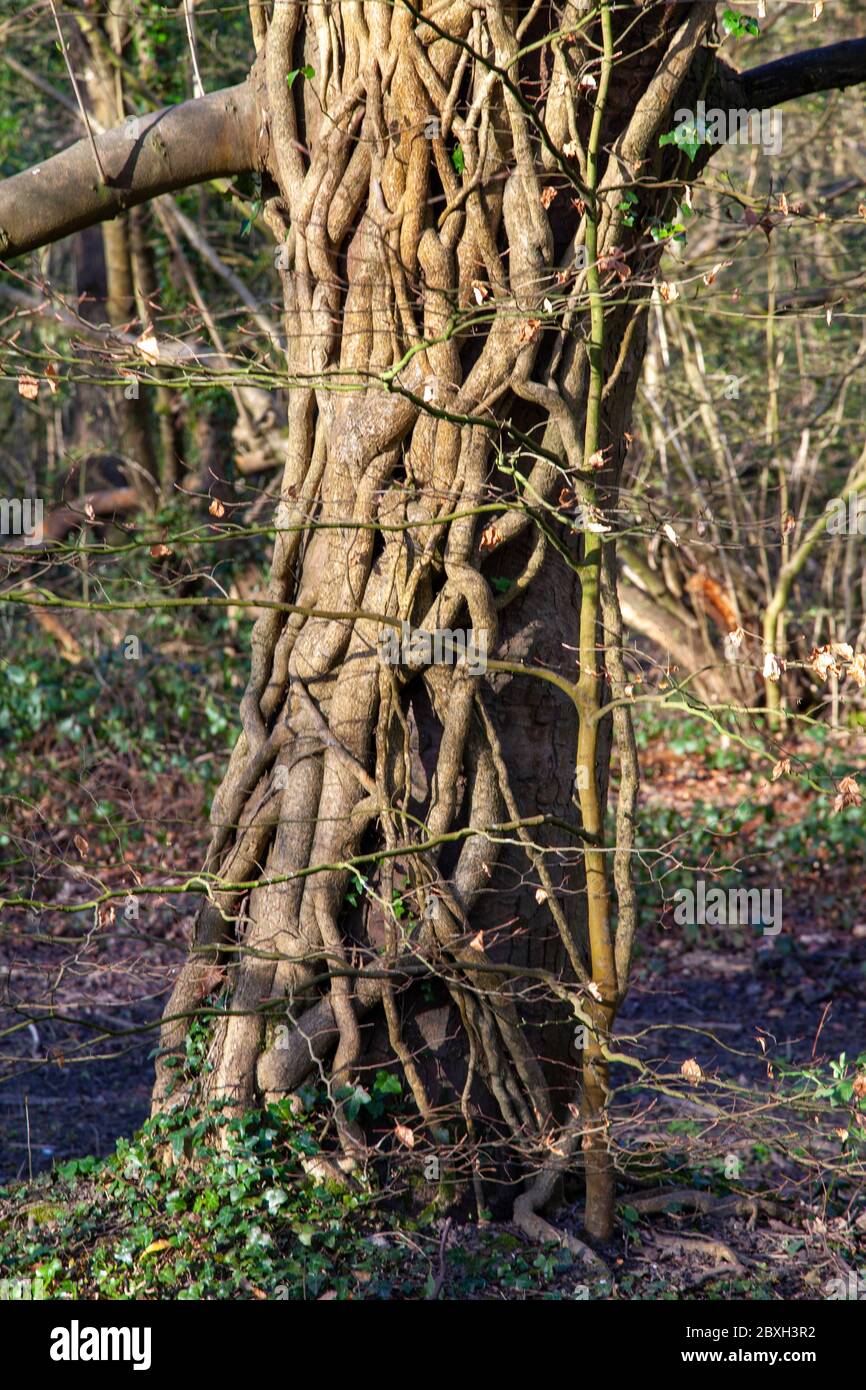 Thick ivy stems hi-res stock photography and images - Alamy
