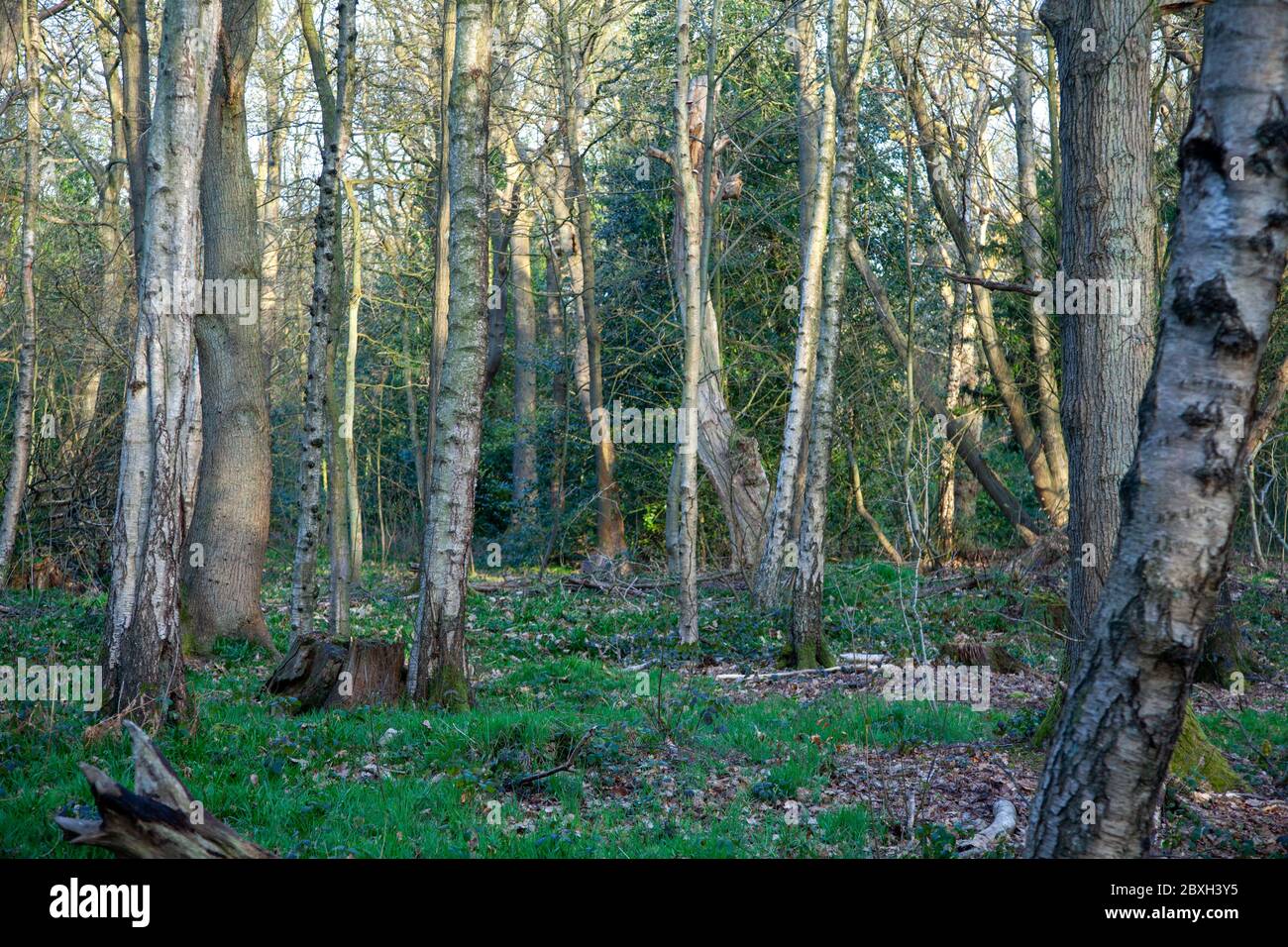 Ecclesall Woods, an ancient woodland in Sheffield, UK Stock Photo - Alamy