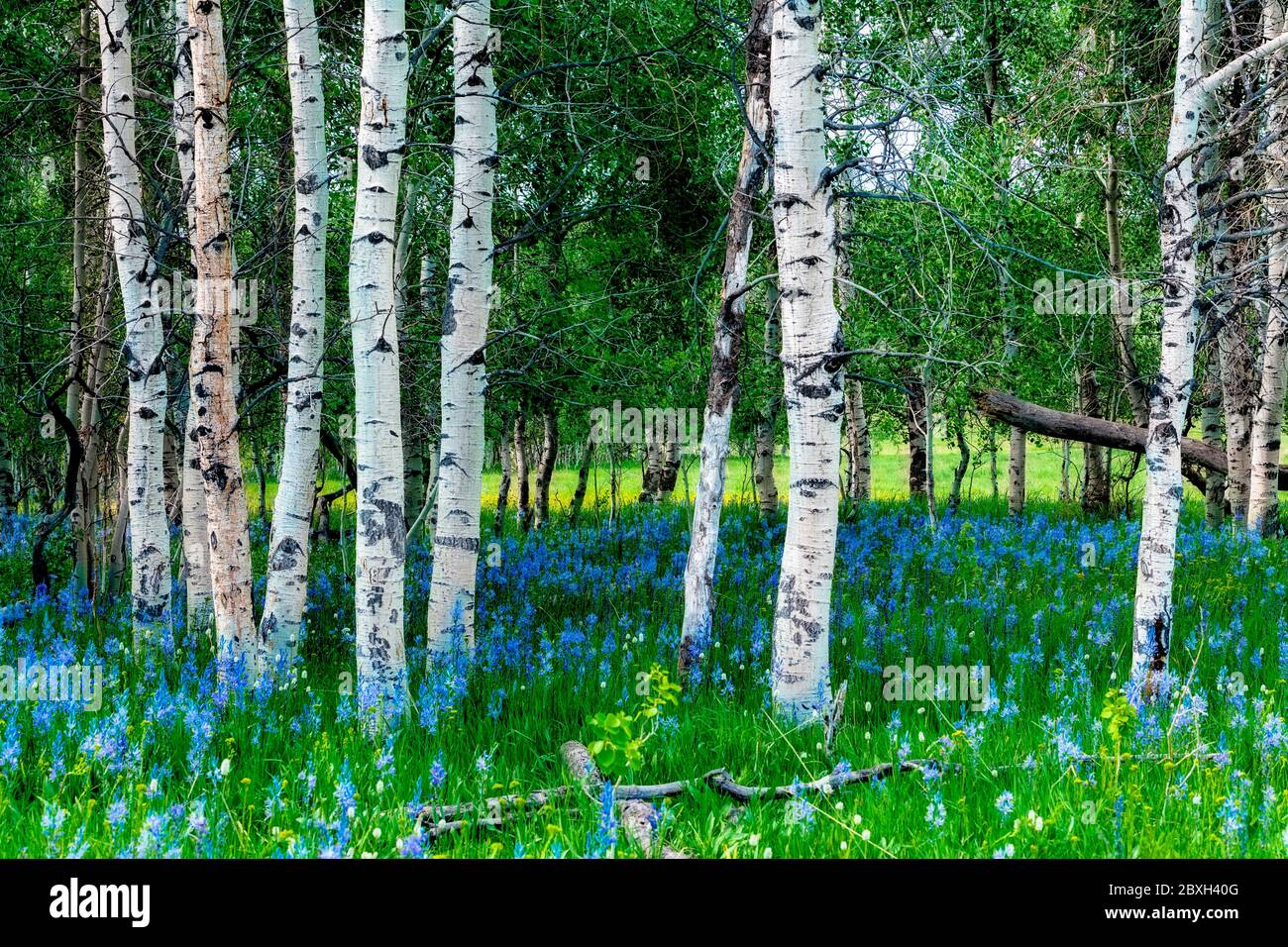 Natural forest of Aspen trees with wildflowers Stock Photo - Alamy