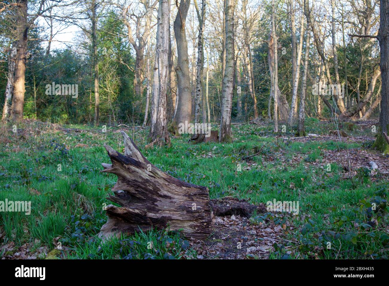 Ecclesall Woods, an ancient woodland in Sheffield, UK Stock Photo - Alamy