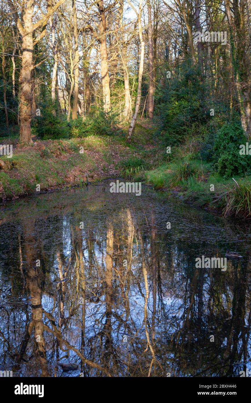 Ecclesall Wood Sheffield High Resolution Stock Photography and Images ...