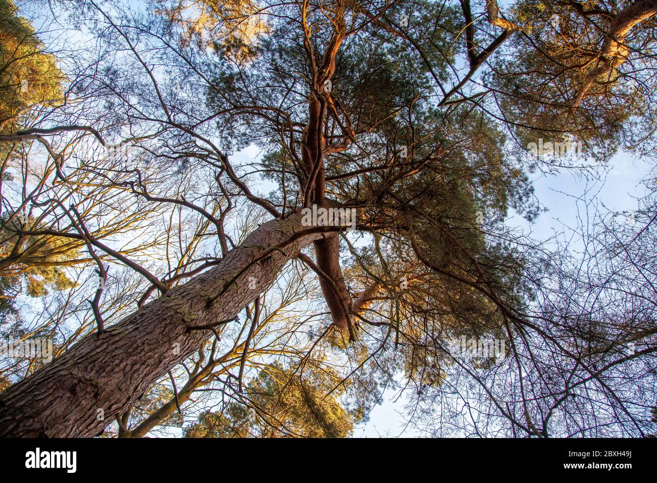 Ecclesall Woods, an ancient woodland in Sheffield, UK Stock Photo - Alamy