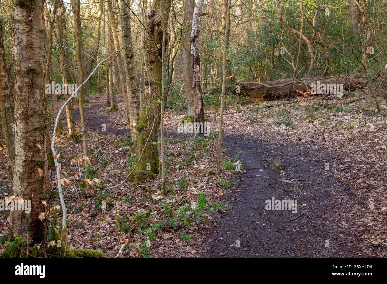 Ecclesall Wood Sheffield High Resolution Stock Photography and Images ...