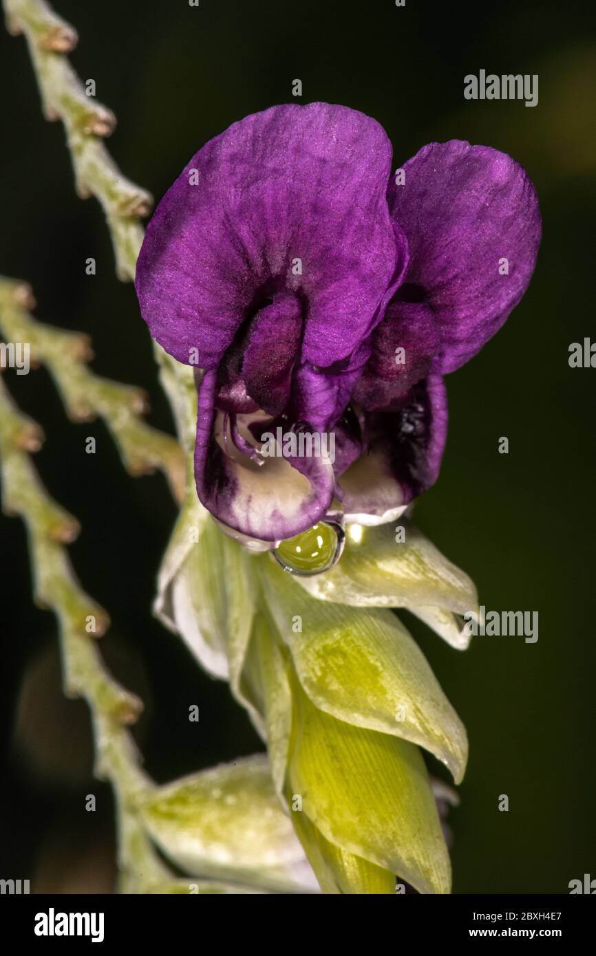 Thalia dealbata powdery alligator flag hi-res stock photography and ...