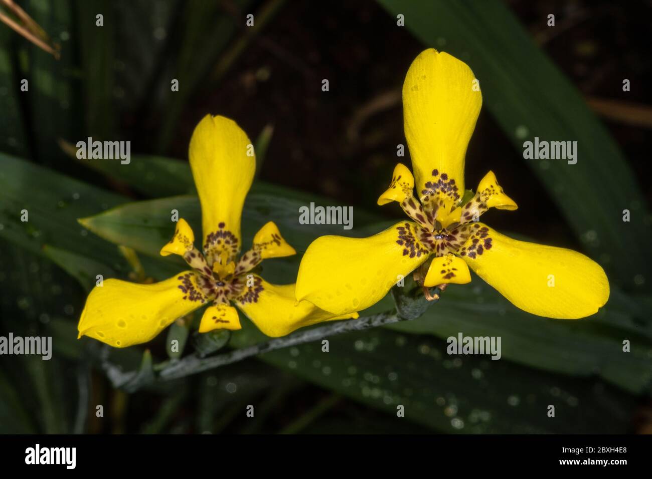 Trimezia flower hi-res stock photography and images - Alamy