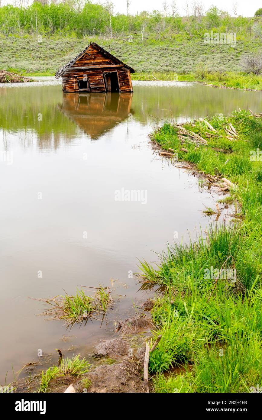 Tragic flooded barn on a remote Idaho ranch Stock Photo - Alamy