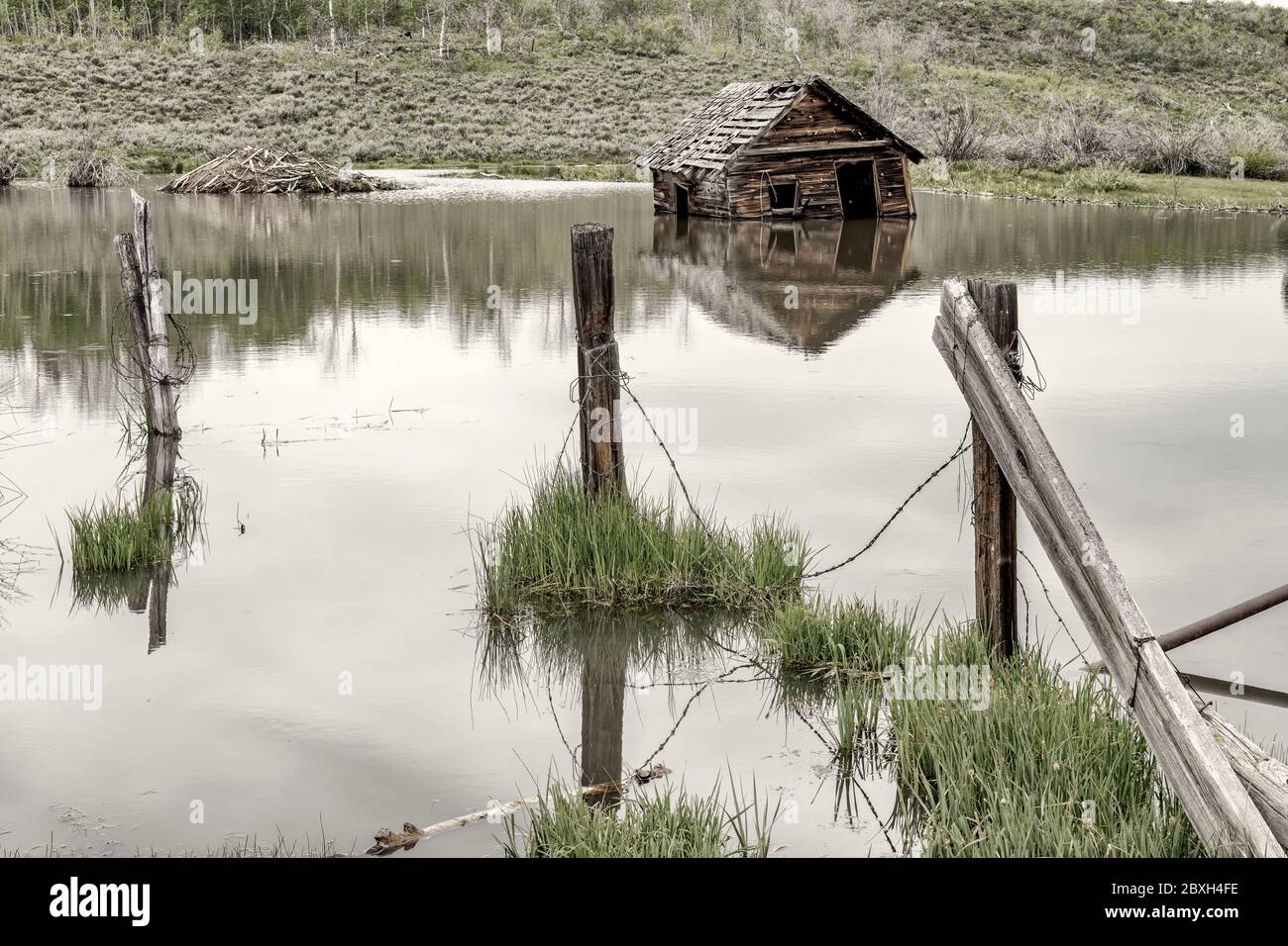 High water flooded an old barn in the wilderness Stock Photo - Alamy