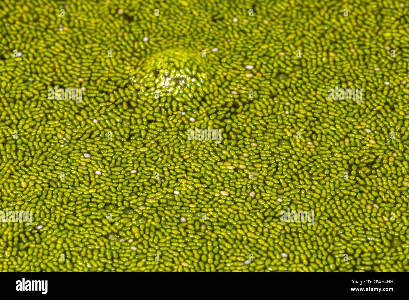 Spotless Watermeal (Wolffia arrhiza Stock Photo - Alamy