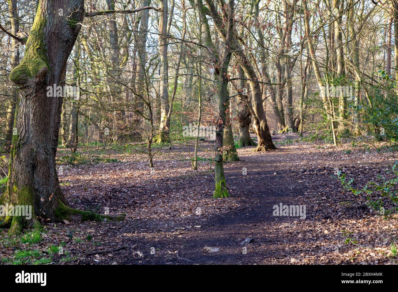Ecclesall Wood Sheffield High Resolution Stock Photography and Images ...