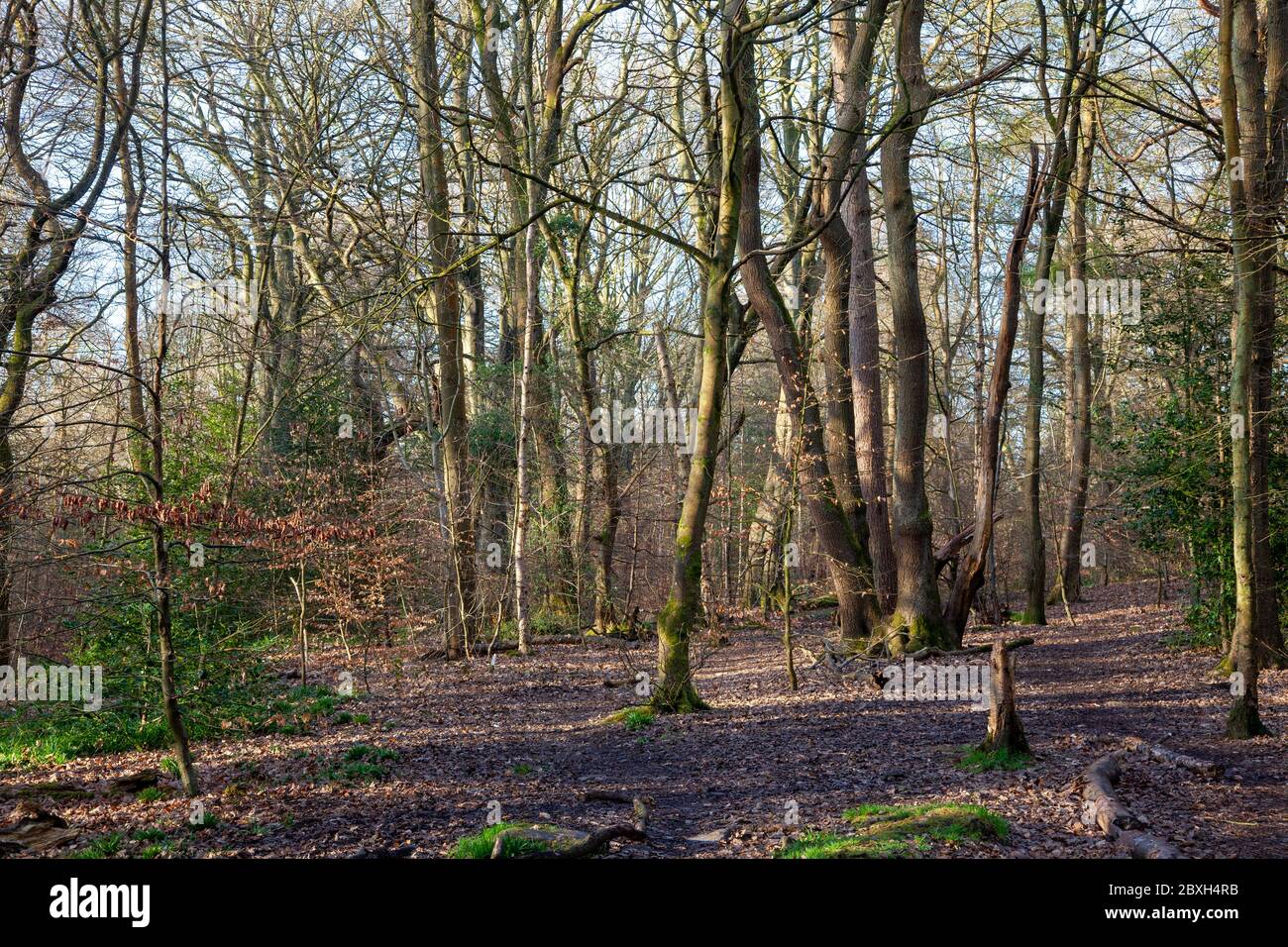 Ecclesall Wood Sheffield High Resolution Stock Photography and Images ...