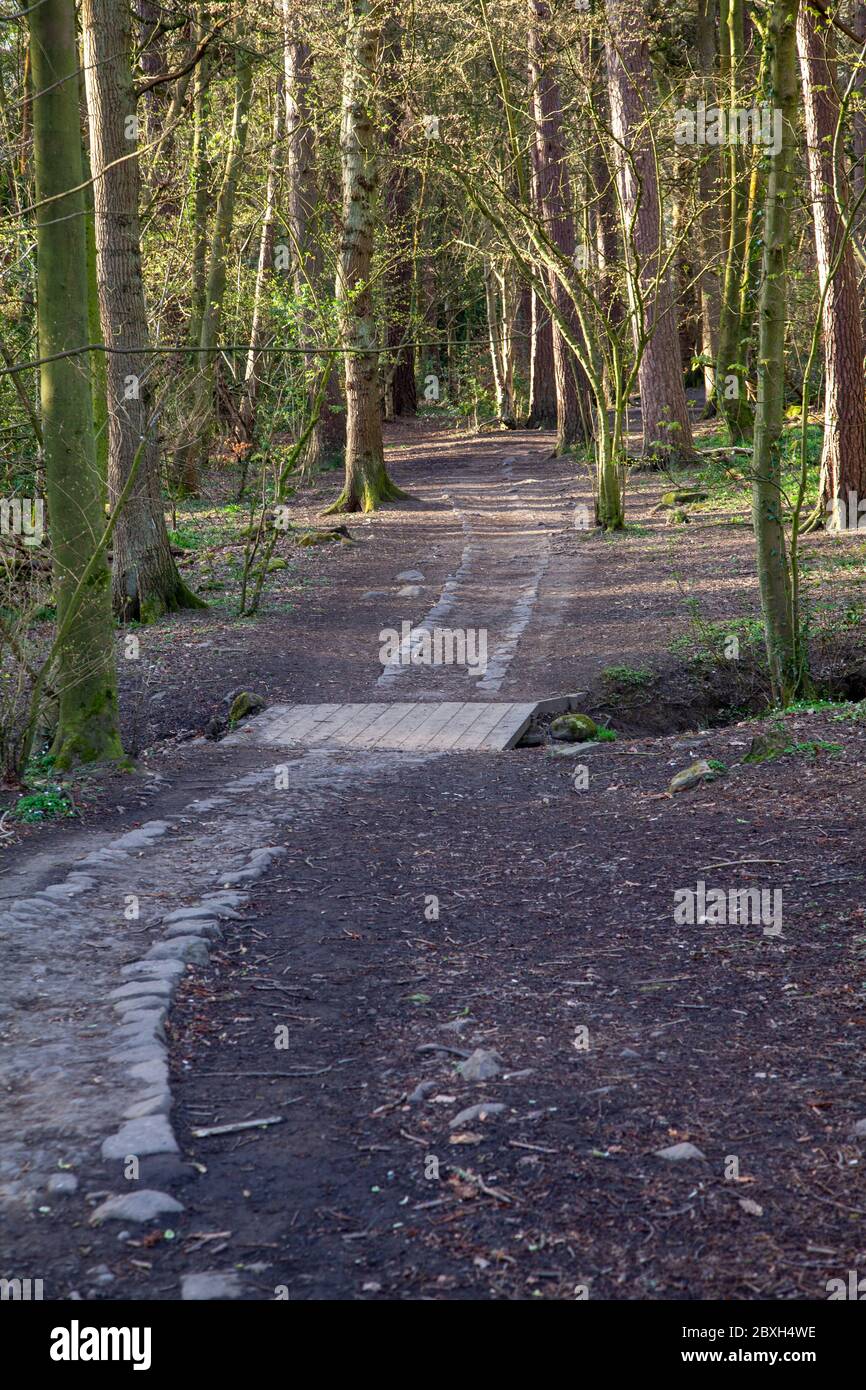 Ecclesall Woods, an ancient woodland in Sheffield, UK. A trackway runs ...