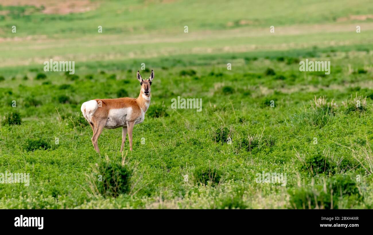 Wild animal in a grass field Stock Photo - Alamy