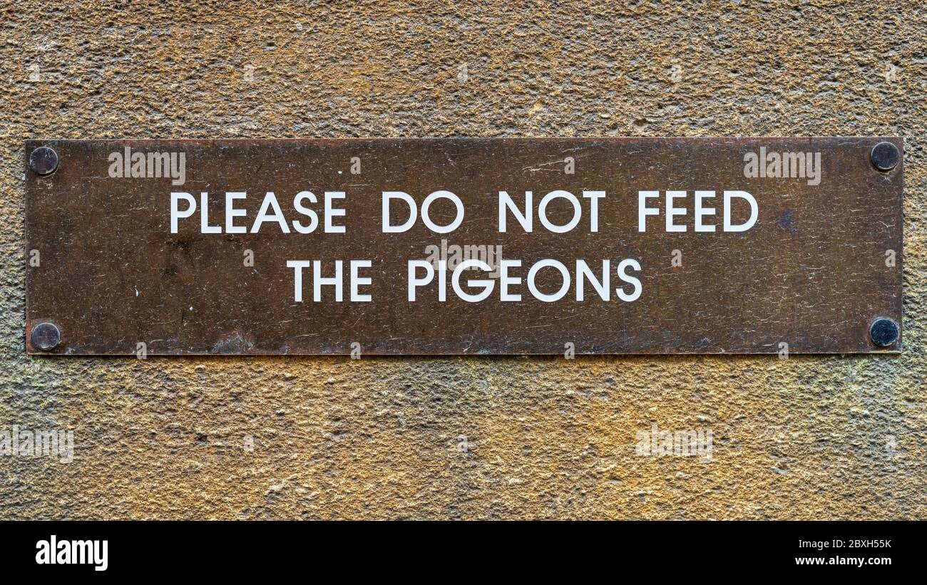 Pigeon feed hi-res stock photography and images - Alamy