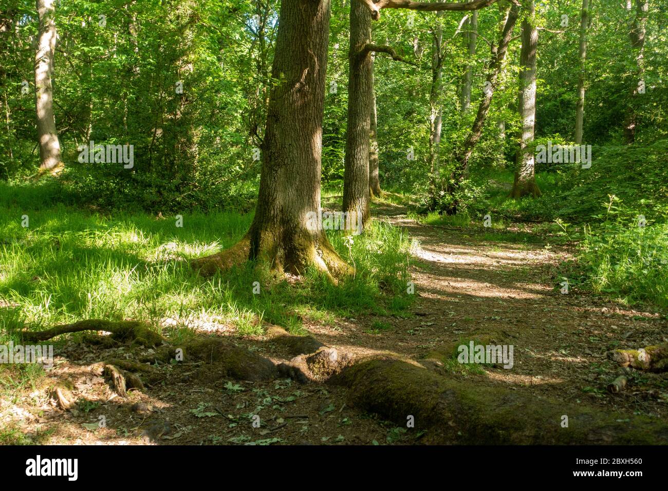 Ecclesall Wood Sheffield High Resolution Stock Photography and Images ...