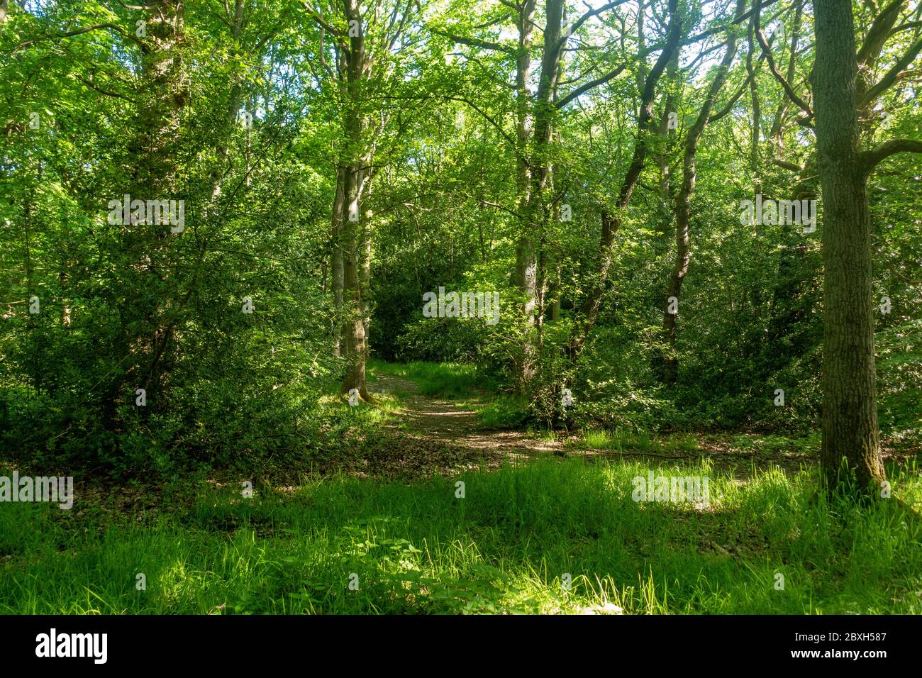 Ecclesall Wood Sheffield High Resolution Stock Photography and Images ...