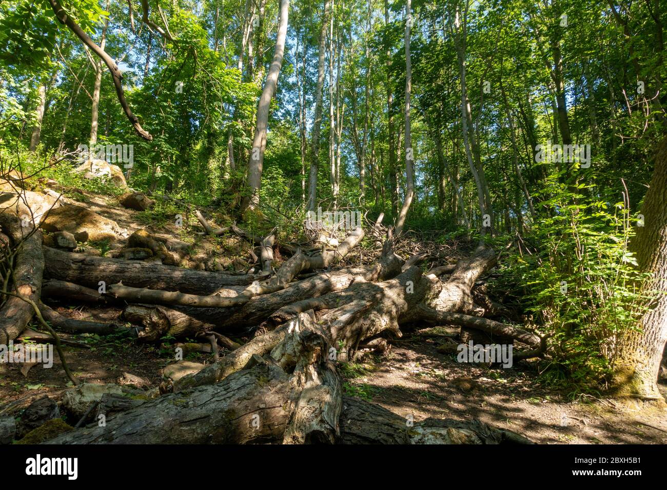 Ecclesall Woods, an ancient woodland in Sheffield, UK Stock Photo - Alamy