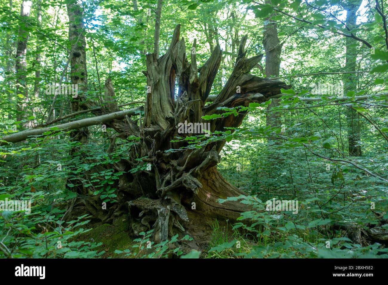 Ecclesall Woods, an ancient woodland in Sheffield, UK Stock Photo - Alamy