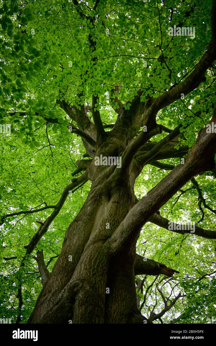 Giant Beech Tree from below Stock Photo - Alamy