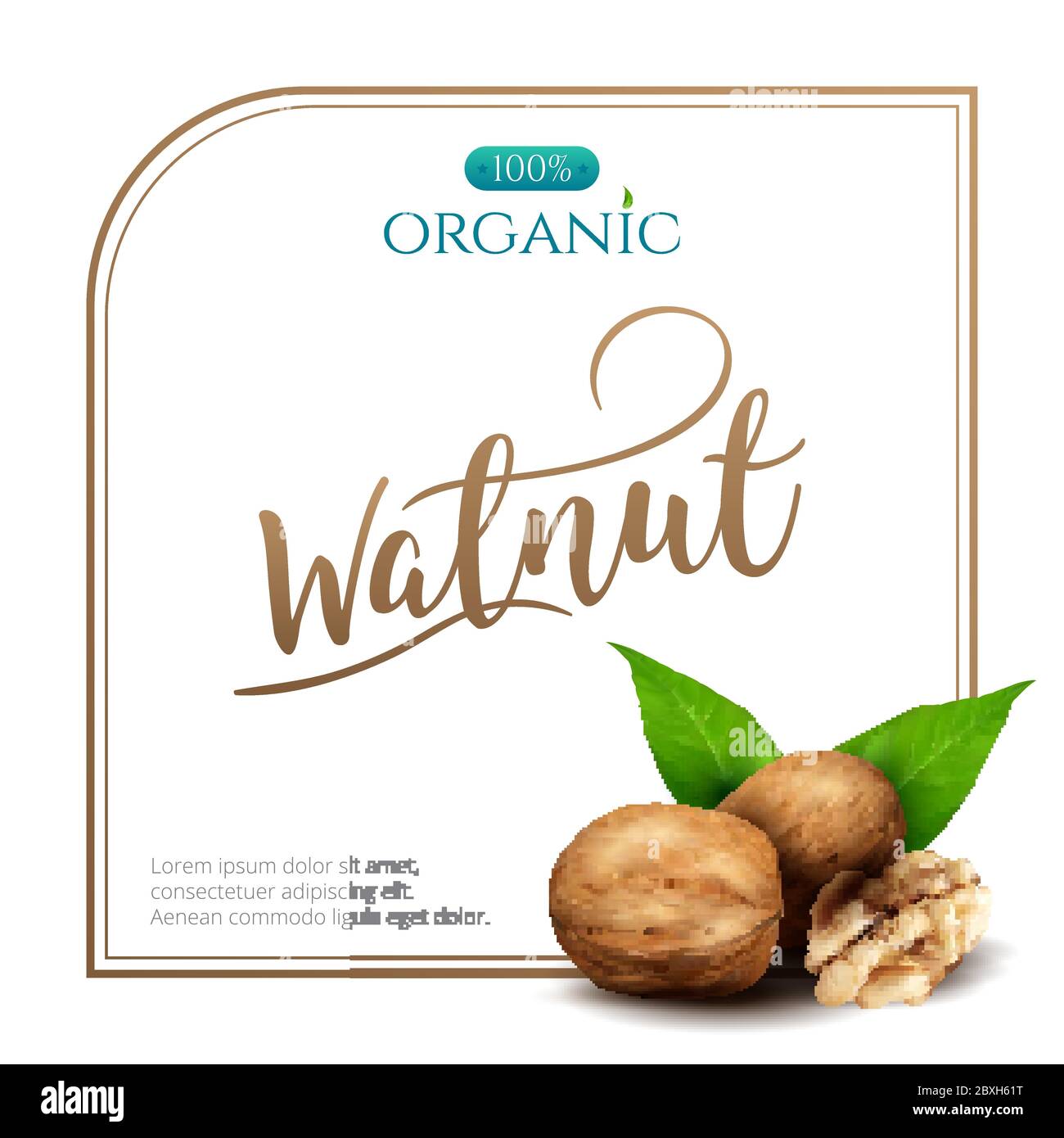 Vector frame of realistic walnut with leaves isolated on white ...