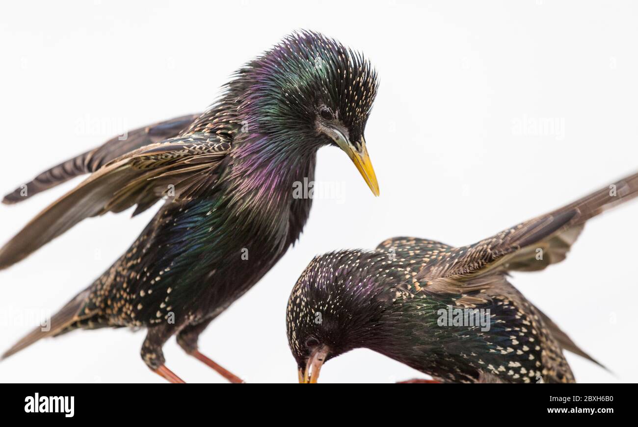 Starlings in flight, fighting over Mealworms Stock Photo - Alamy