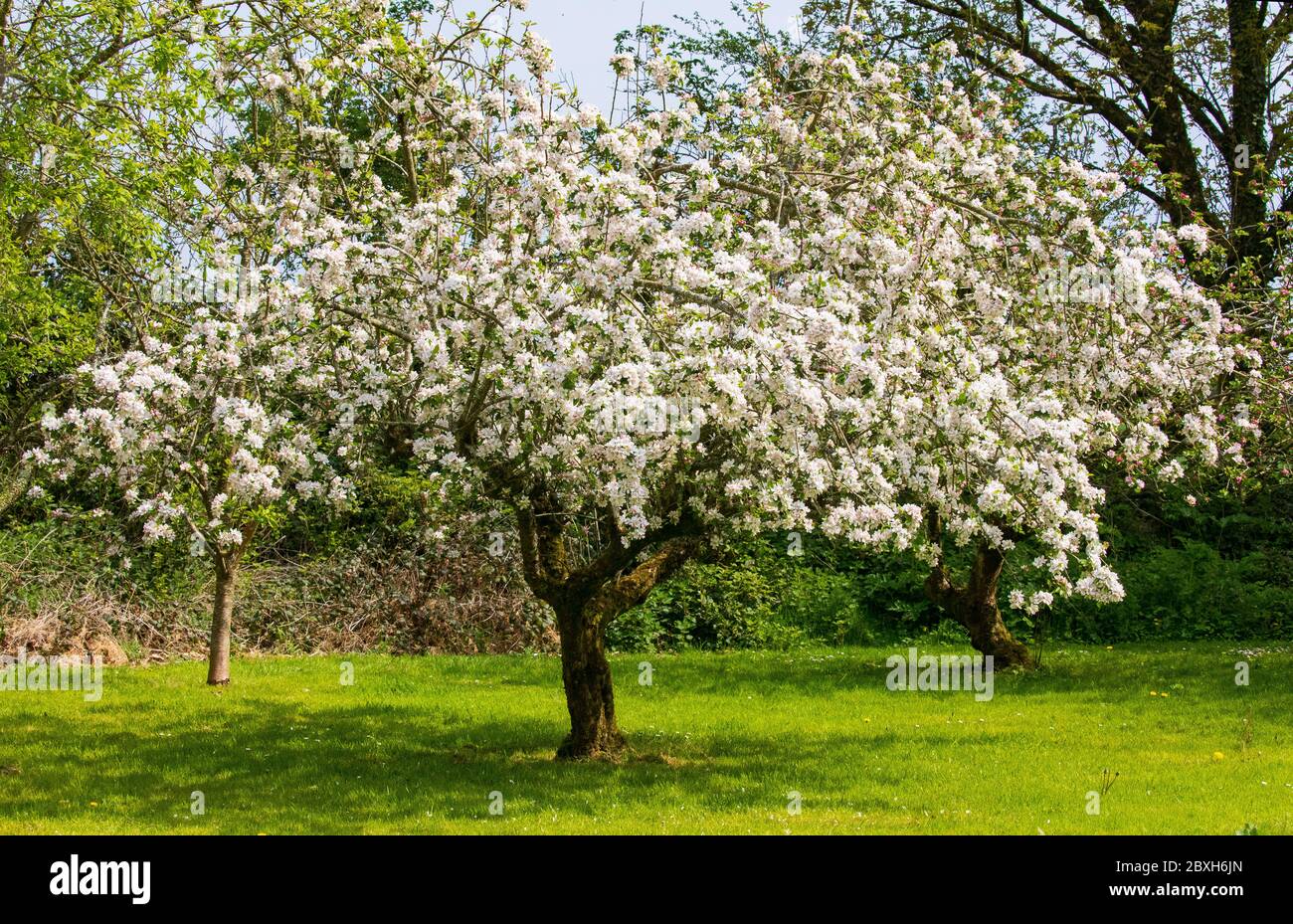 Irish apple trees hi-res stock photography and images - Alamy