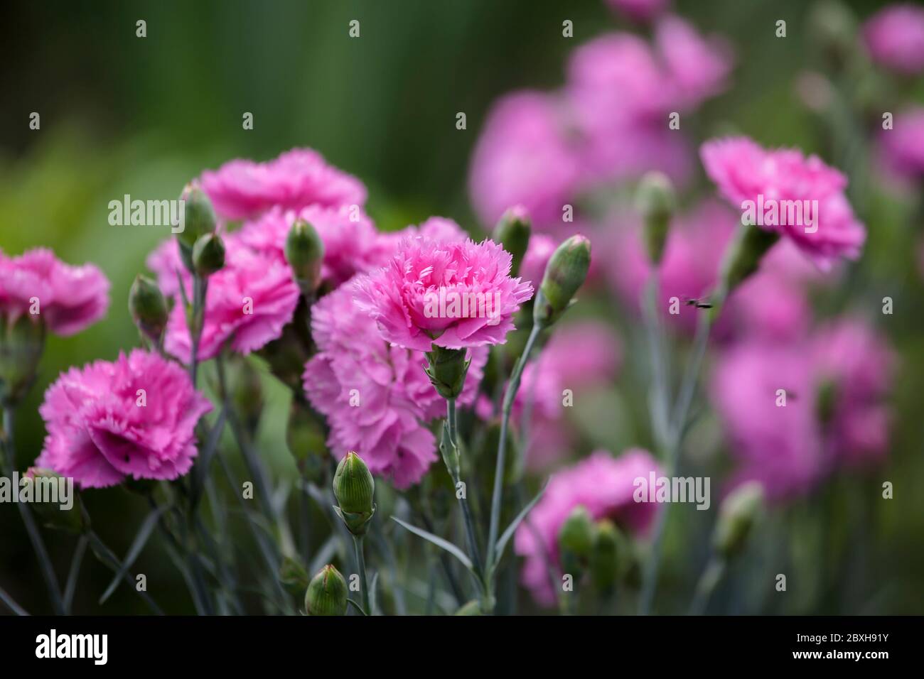 Red beautiful and abstract carnations Stock Photo - Alamy