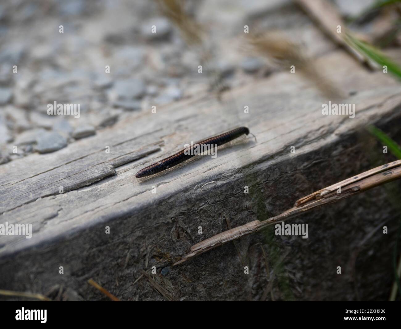 Millipede diplopoda arthropod hi-res stock photography and images - Alamy