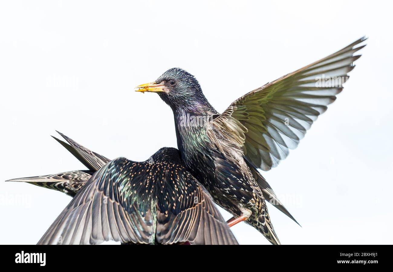 Starlings in flight, fighting over Mealworms Stock Photo - Alamy