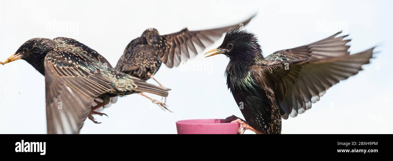 Starlings in flight hi-res stock photography and images - Alamy