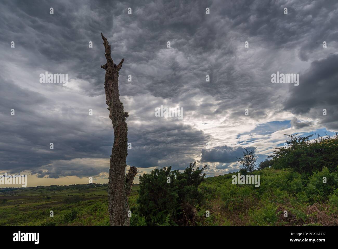 Dark clouds with unusual and threatening formations over a dead tree in ...