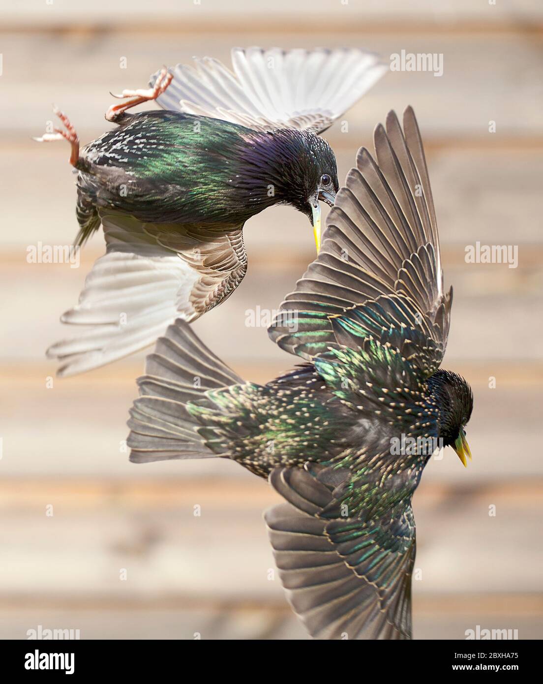 Starlings in flight, fighting over Mealworms Stock Photo - Alamy