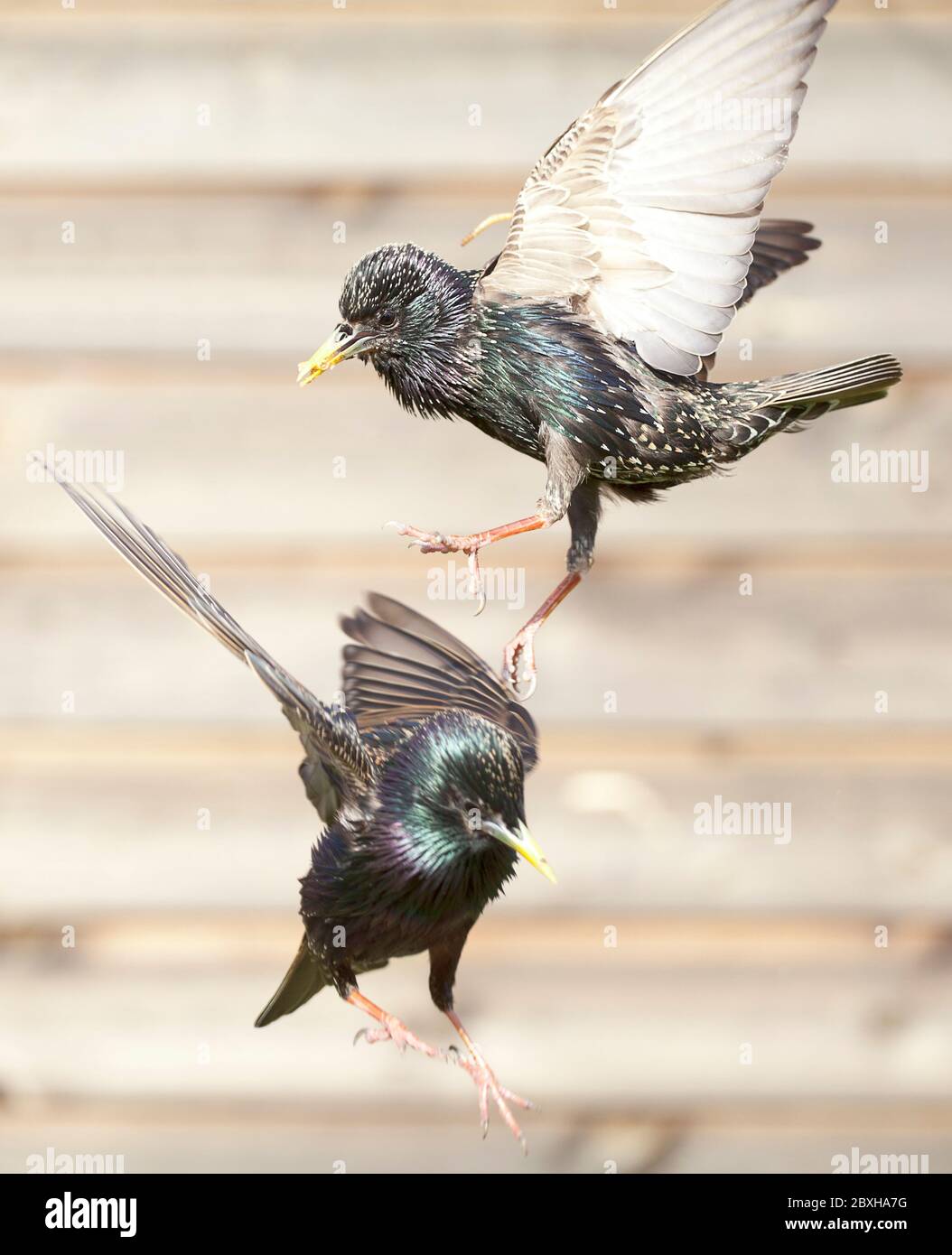 Starlings in flight, fighting over Mealworms Stock Photo - Alamy
