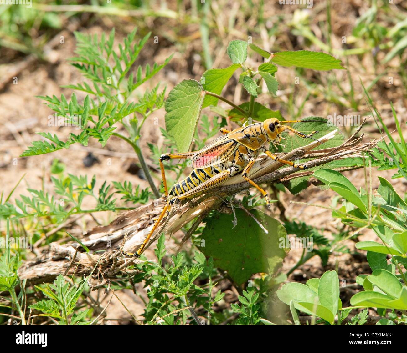 A grasshopper (locust) sitting on a weed Stock Photo - Alamy