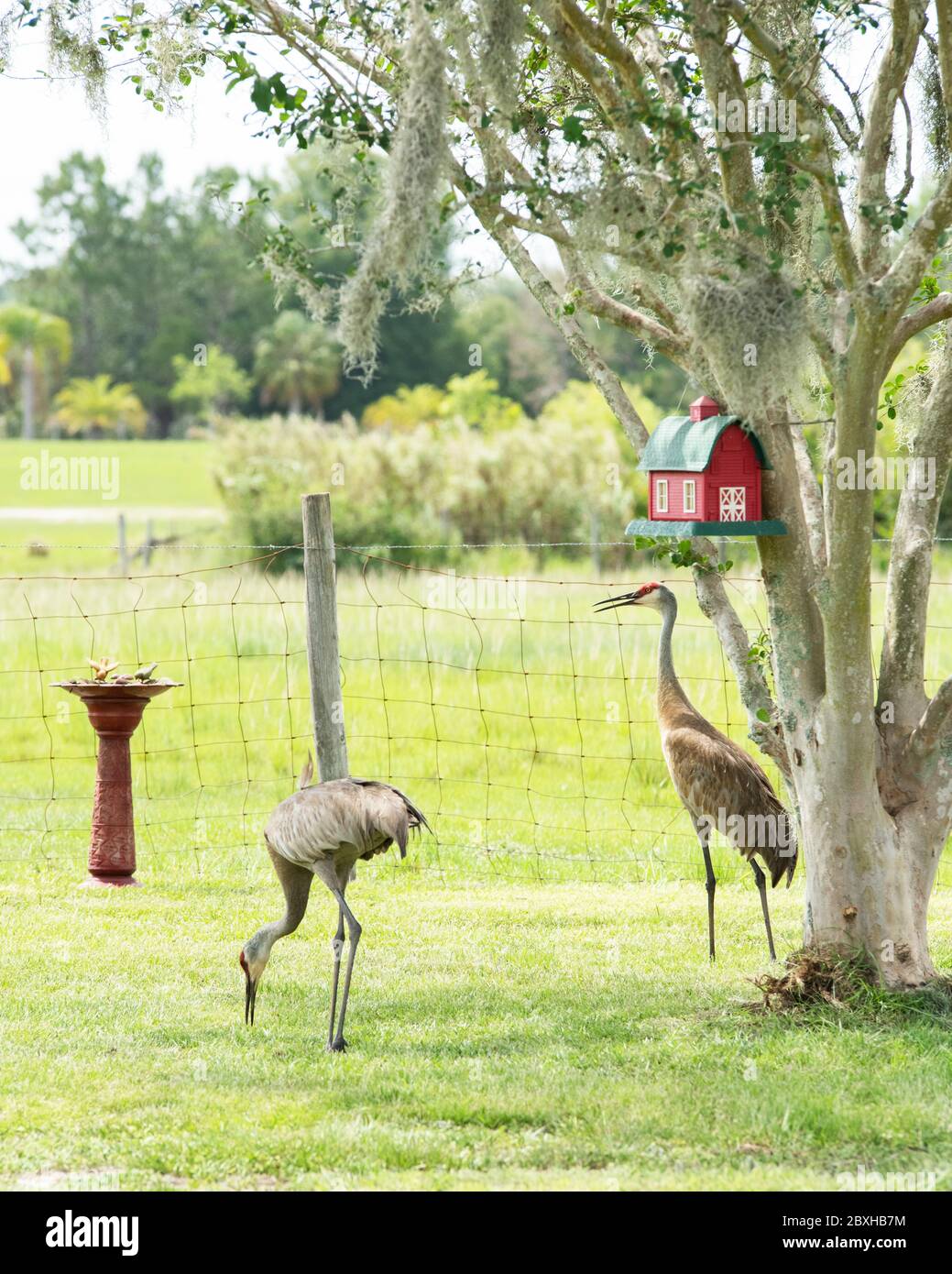 Dropped seed hi-res stock photography and images - Alamy