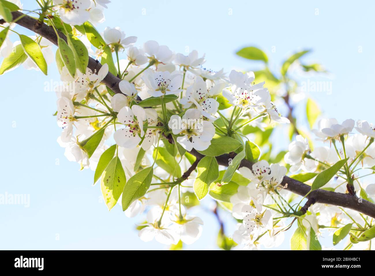 pear tree flowers Stock Photo - Alamy