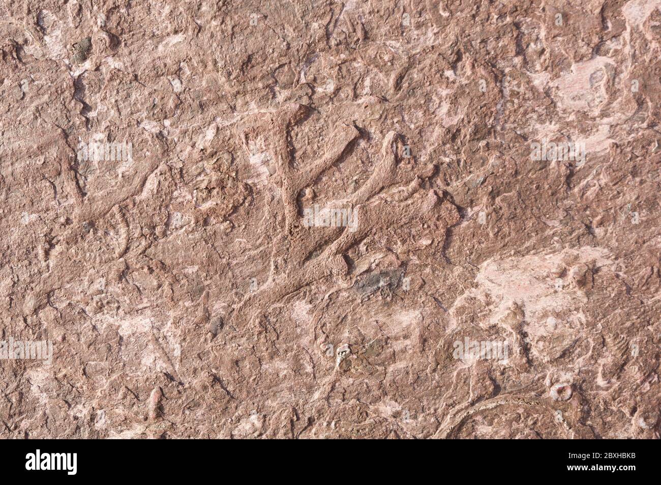 Rock With Fossils High Resolution Stock Photography and Images - Alamy