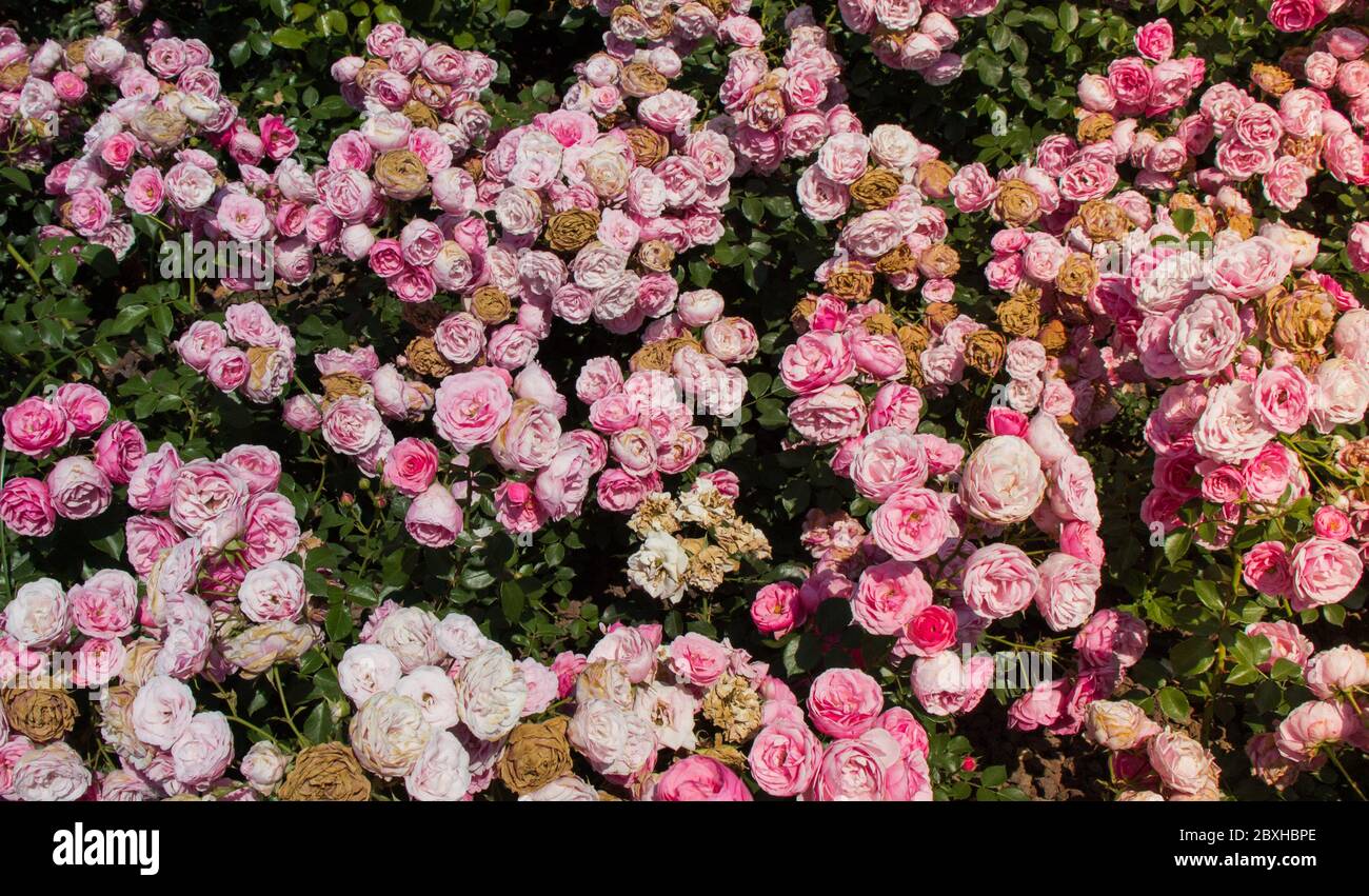 Blooming beautiful bunch of roses in spring garden Stock Photo - Alamy