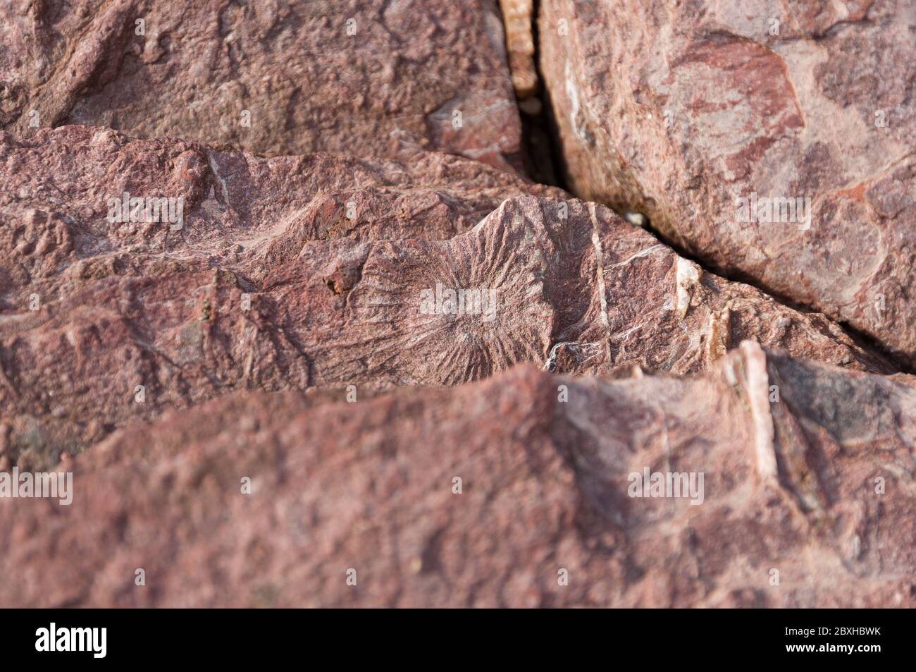 Rock with fossils hi-res stock photography and images - Alamy