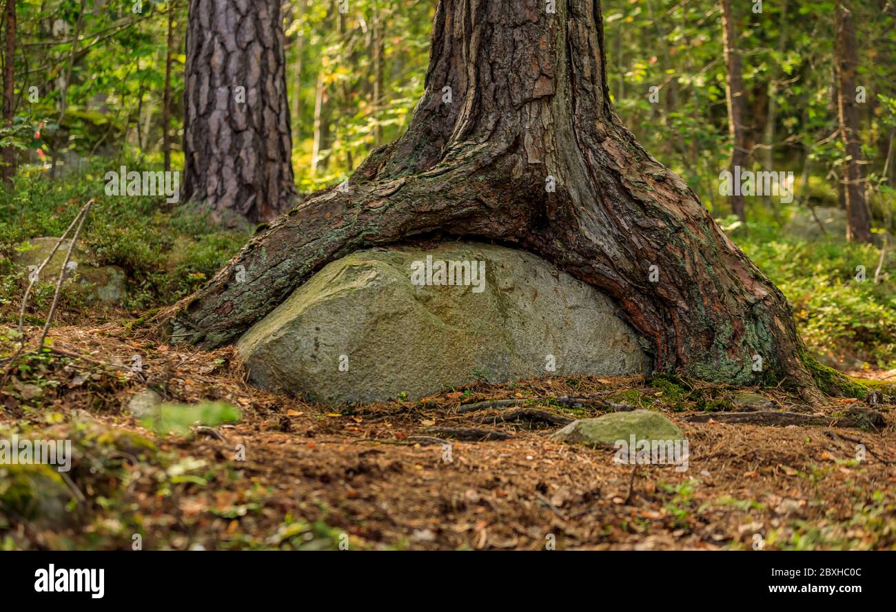 Tree growing around rock hi-res stock photography and images - Alamy